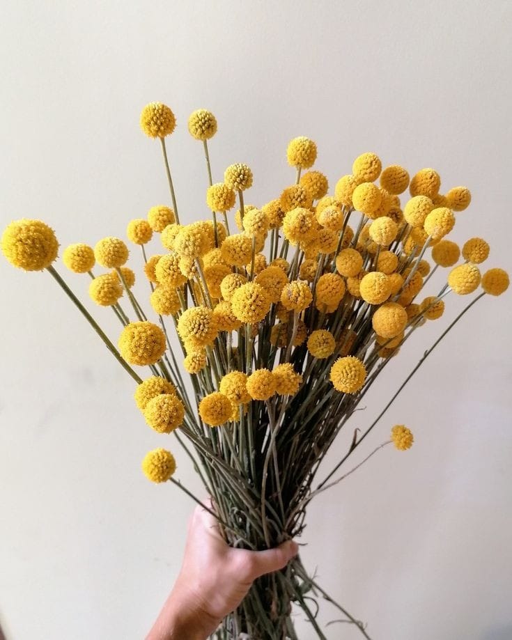 Yellow Balls Flowers – Jacky